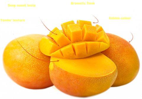 Mango Pulp | Primacy Group
